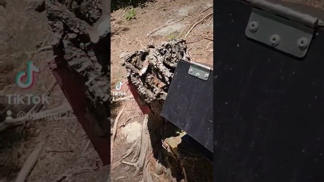 Онтарио, июнь 2023 (Ontario, June 2023) #canada #hiking #motivation #shortsvideo