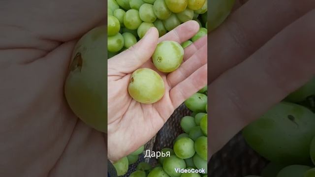 Виноград Преображение и Дарья и...
