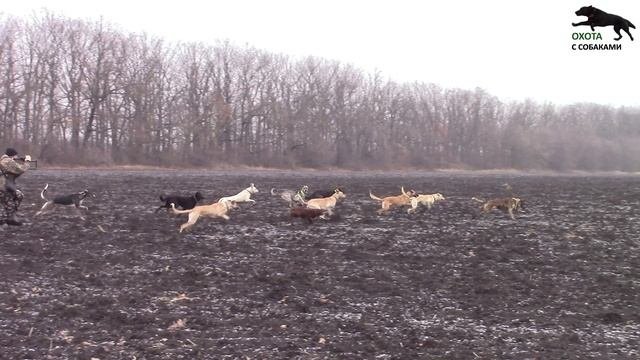 Охота на шакала и зайца с собаками 30.12.24г. сезон (2024г-2025г)