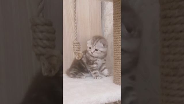 lv_0_20241230110543.mp4