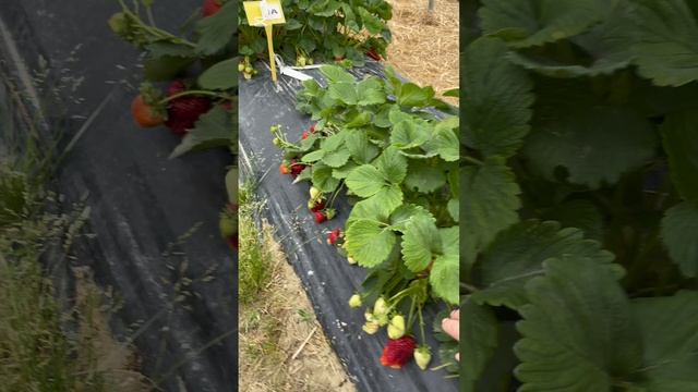 Фраголауреа. Обзор сорта