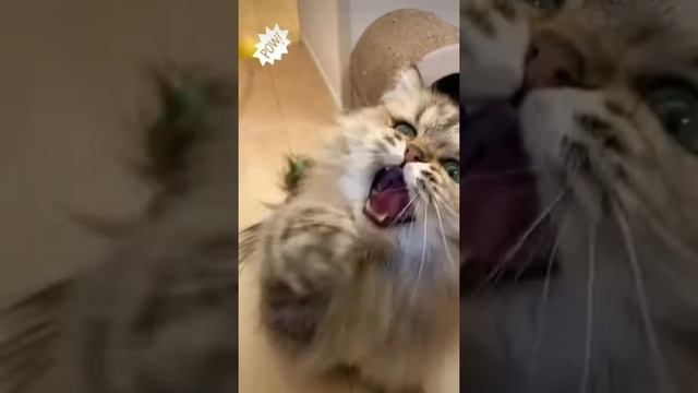 Котики 🐱 🤣  @Мульти Яна