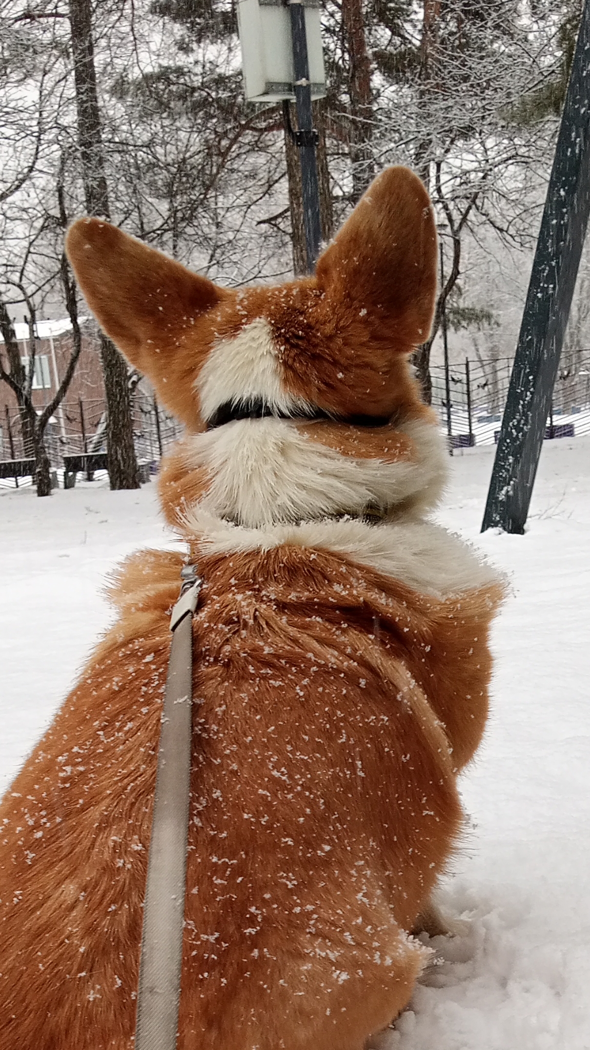 сижу за решёткой в темнице сырой