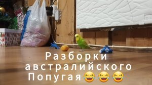 Разборки Австралийского попугая #юмор #топ #а4 #попугай #птицы