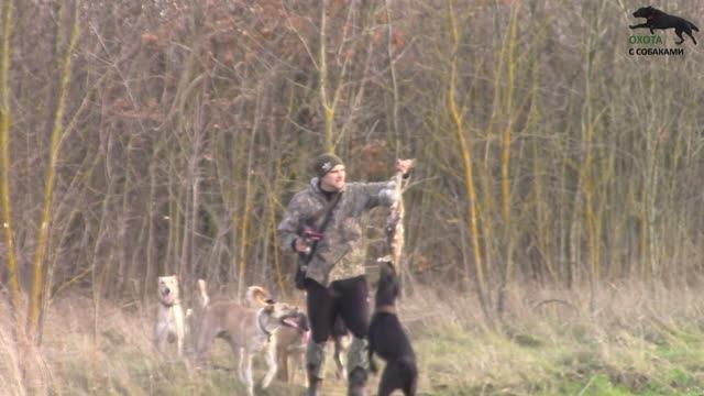 Охота на зайца с собаками 31.12.24г.  сезон (2024г-2025г)