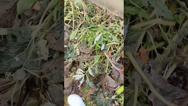 Кабачки побило ночными заморозками