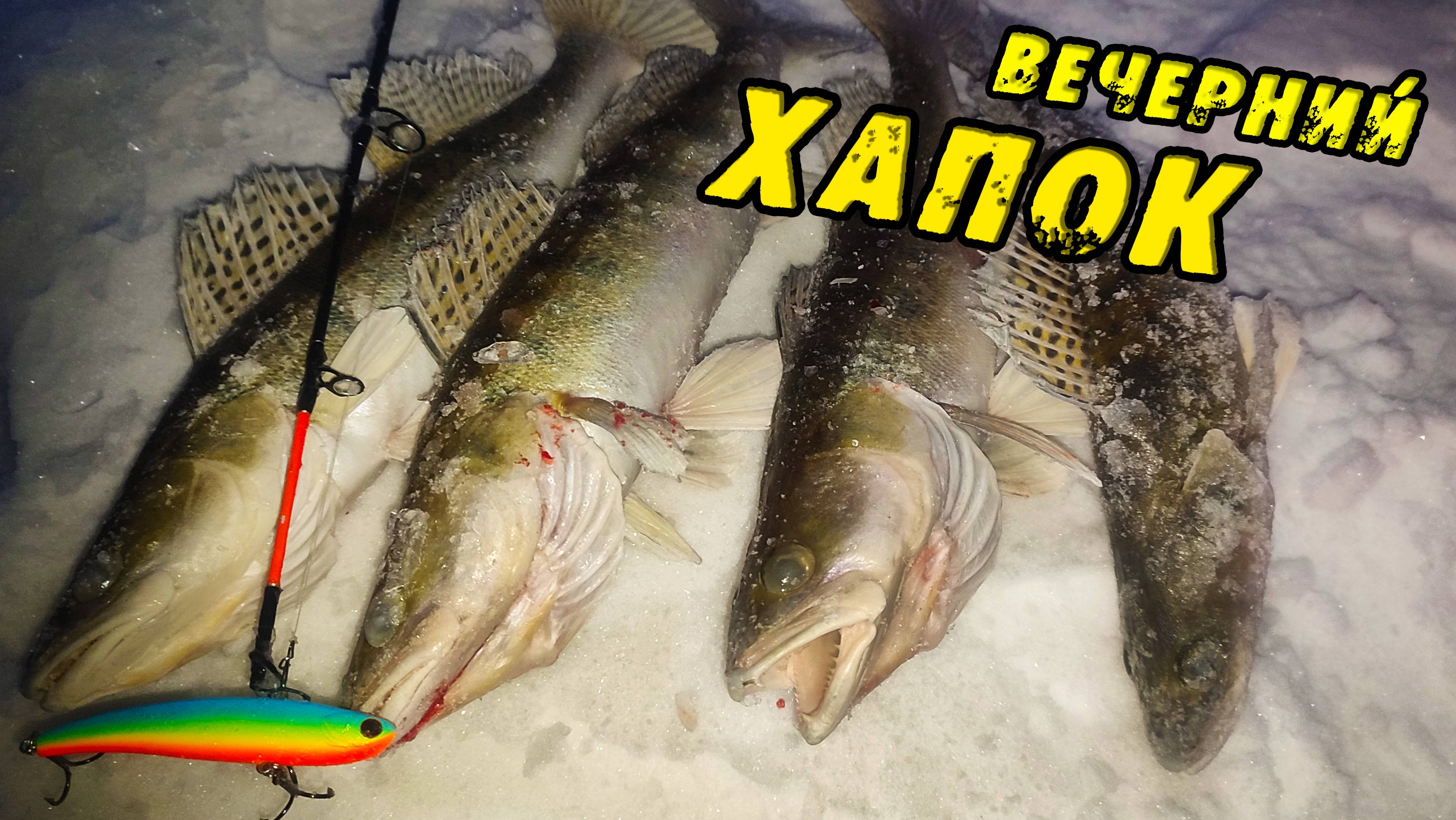 ХОМУТИНА Раздаёт! Искали Судака и попали на Мини Хапок! Зимняя рыбалка на СУДАКА. Судак на Вибы 2024
