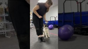 🐶🌟 Собаку мечты нужно делать, а не искать! 🌟🐶