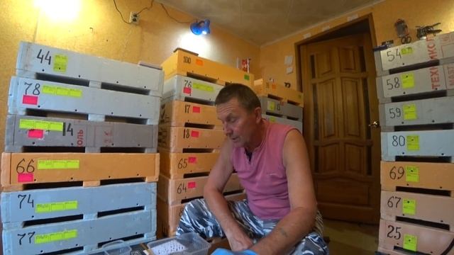 Червячок КАиМ (Сталинградский). Обзор.