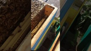 из улья альпиец в улей дадан