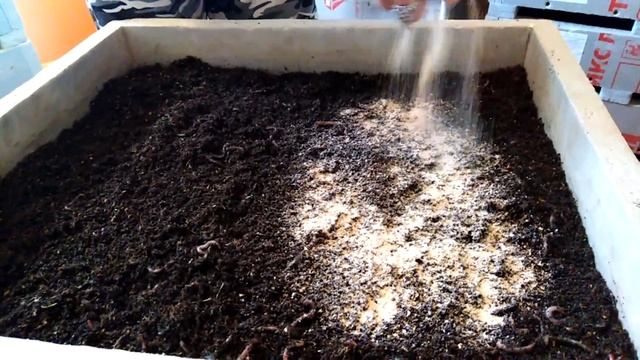 Промежуточный осмотр Чеченского выползка, сравнение с Дендробеной и о воздушности субстрата.