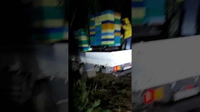 кочевка с альпийскими ульями