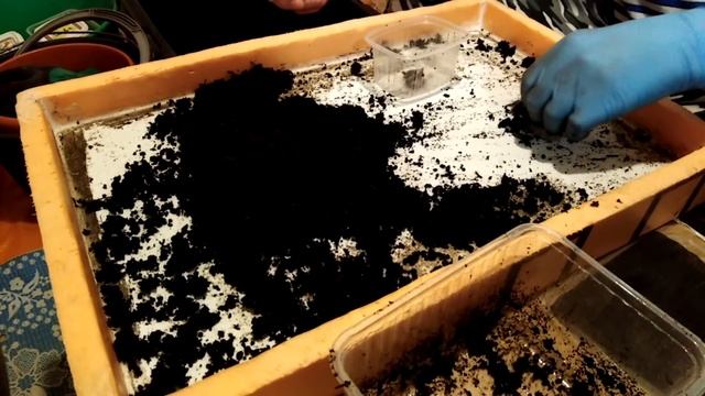 Чеченский и Европейский выползки. Создание пар 20.01.2019г.