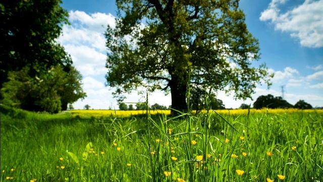 Прекрасный летний сельский луг с деревьями
