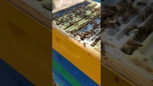 альпиец на медосборе