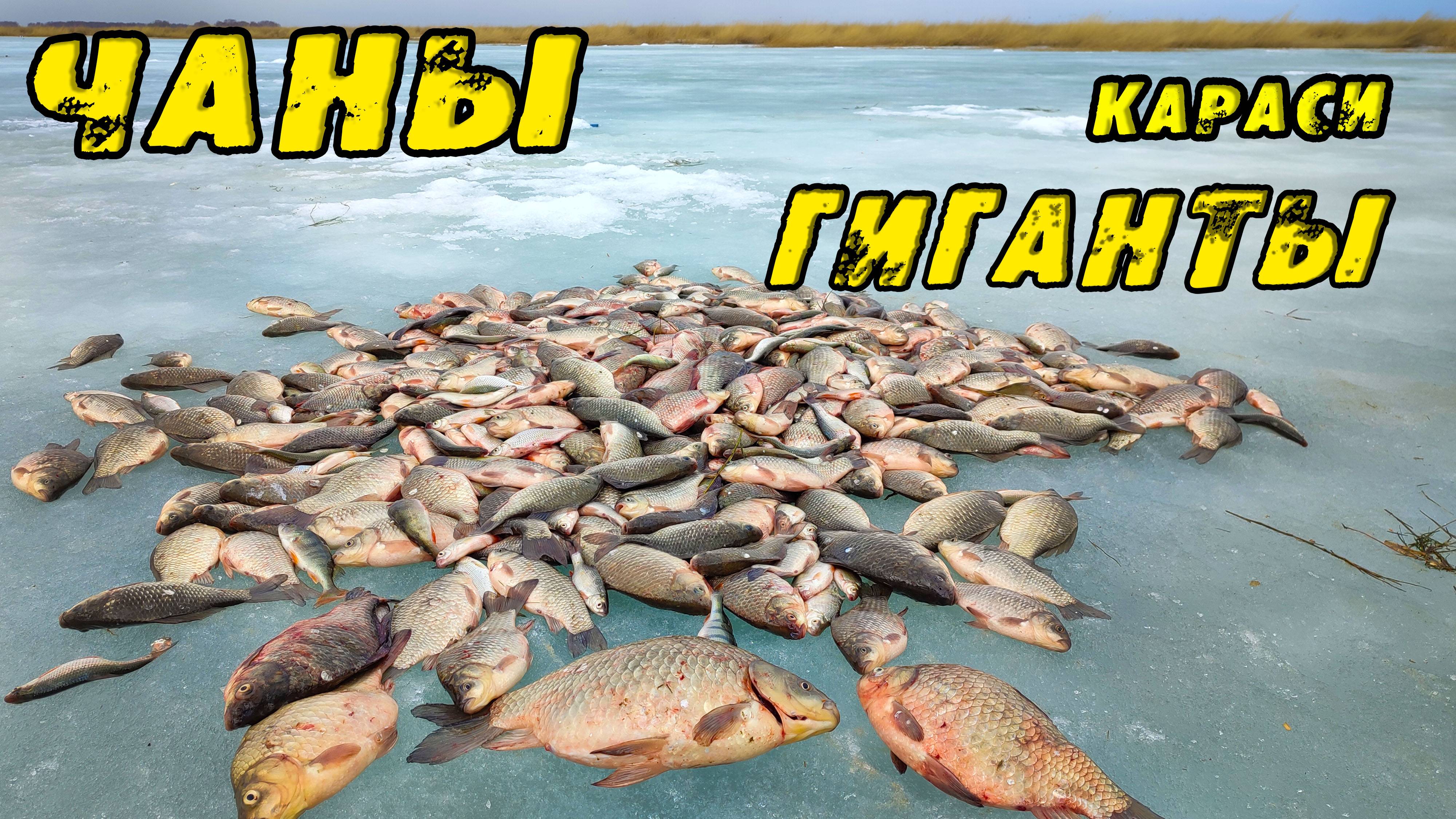 КАРАСЬ ТРОФЕЙ 2кг НЕ лезет в Лунку! Наловили КУЧУ КАРАСЯ! Таких ГИГАНТОВ я не видел! Зимняя Рыбалка