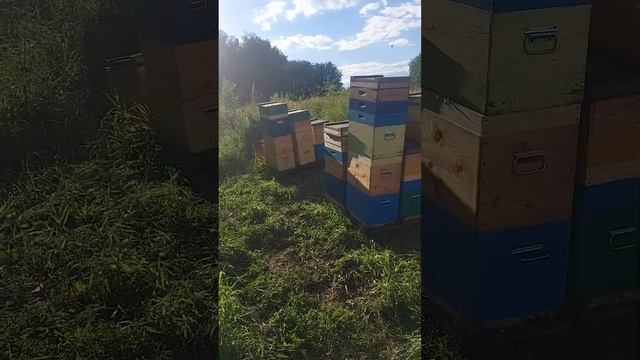 пасека на доннике