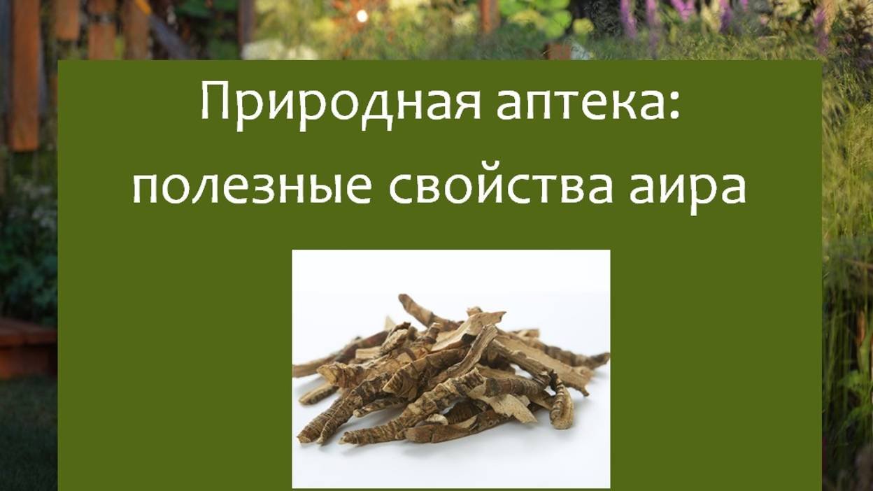 Природная аптека: полезные свойства аира