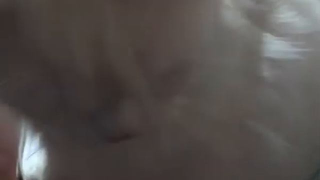 Муська 3
