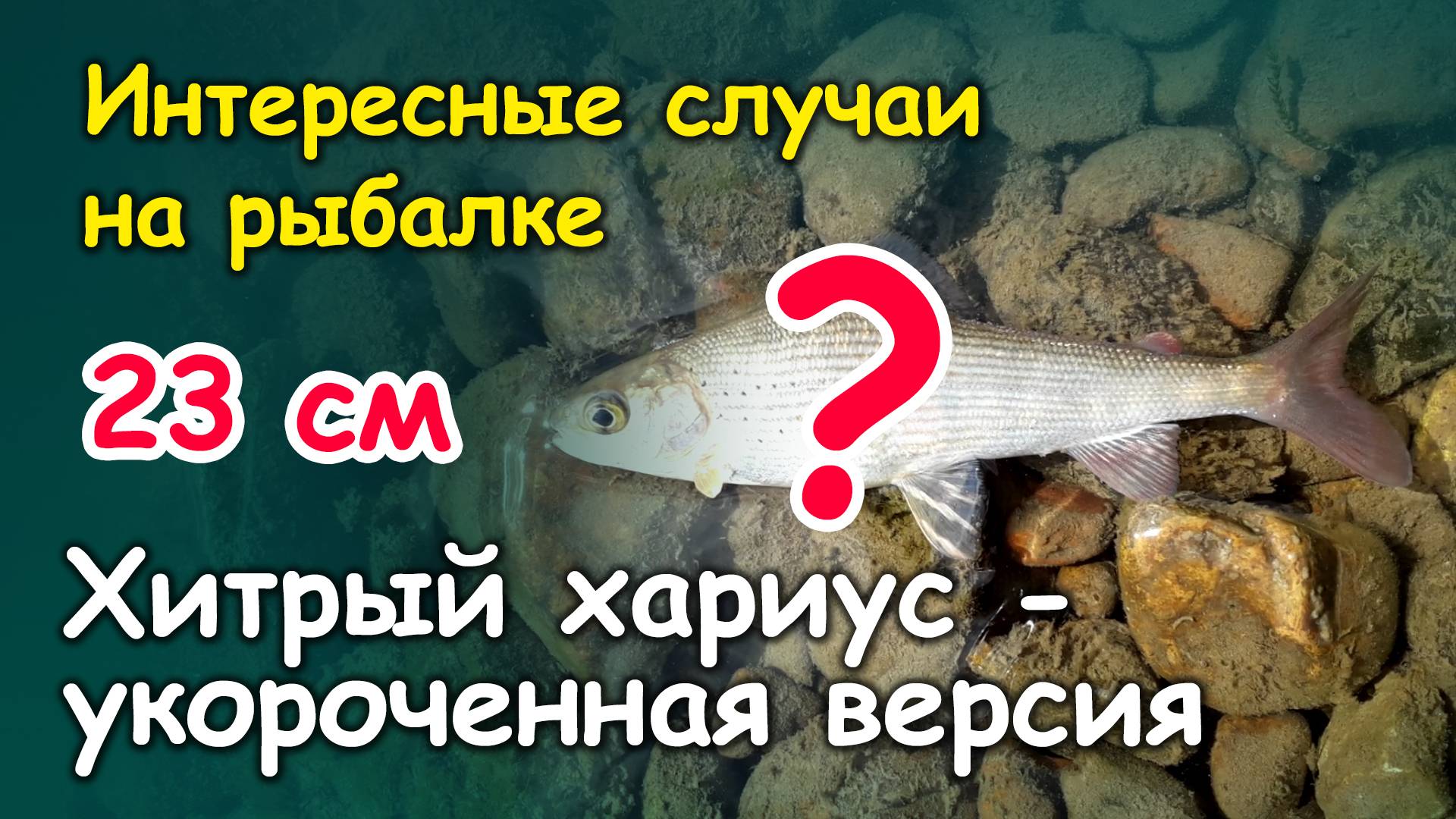 Хитрый хариус - укороченная версия. Интересные случаи на рыбалке.