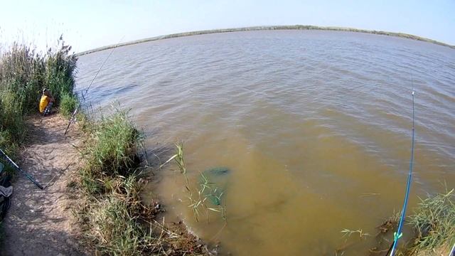 И вновь толстолоб дуреет!... 3 х часовая рыбалка на новом пруду.