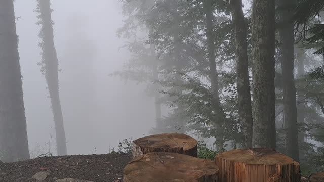 Сочи. Роза Хутор. Путешествие Ёжиков в тумане