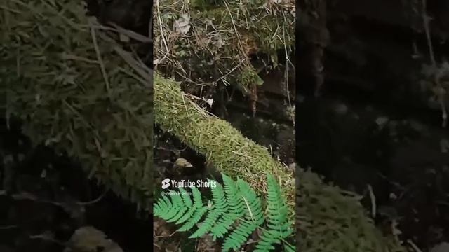 Тайна Памятника на Старом Кладбище.