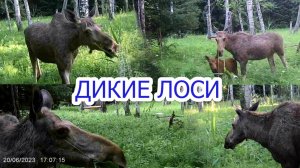 ДИКИЕ ЛОСИ АТАКУЮТ ФОТОЛОВУШКУ. ДАЖЕ НЕ ДУМАЛ, ЧТО ИХ СТОЛЬКО В ЛЕСУ!