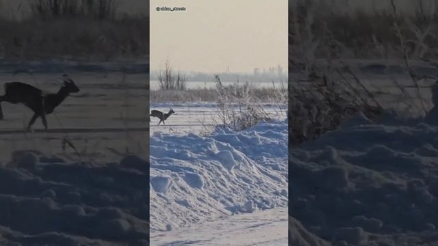 Амурское сафари. КОСУЛЯ. 1 января 2025 г. #амурскаяобласть #shorts
