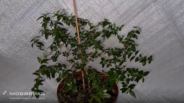 Тарентино зеленый 14