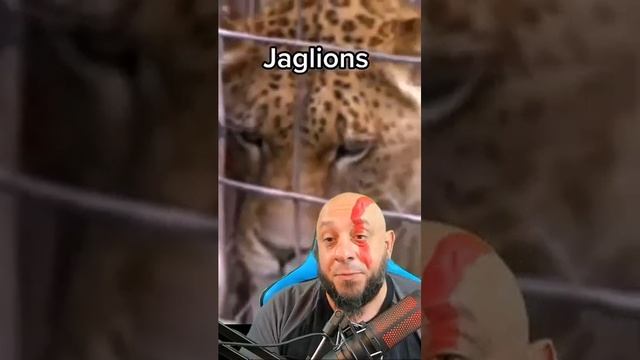 Jagleão, hibrido de leão com onça — смотреть короткие видео (Shorts) в ...