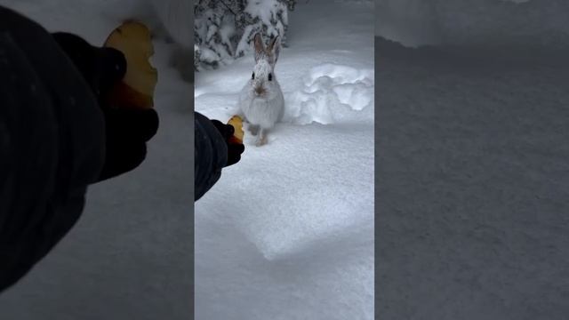 Встреча с зайцами в лесу