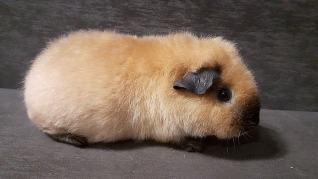 американский тедди крем калифорния, черные поинты из питомника ZLATO VLASKA