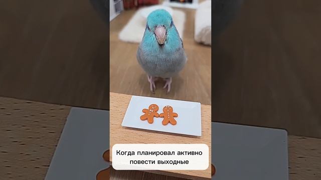 Переедание от скуки.          
 #смешное #адвент #новыйгод #животные #приколы