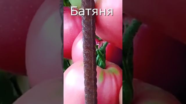 Некапризные сорта томатов Батяня и Регина