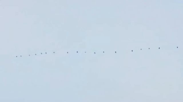 Охота 2019 Шача