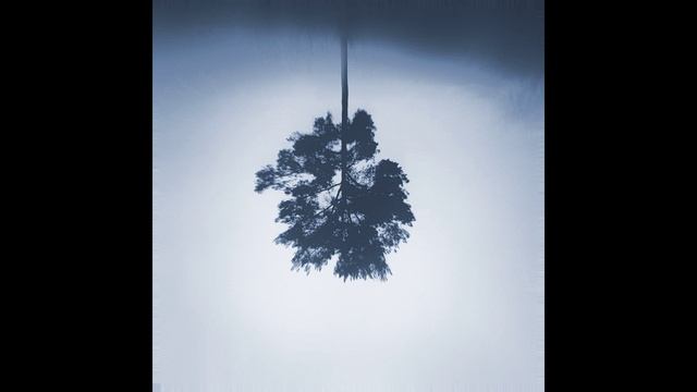 Sunbyonic - Cornflower field