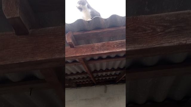 мурчик,марфа,амур👑👑👑😺😺😺😺