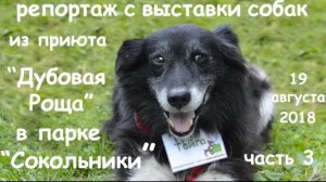 Репортаж с выставки "пора домой" 19 августа 2018г в парке "Сокольники". часть 3