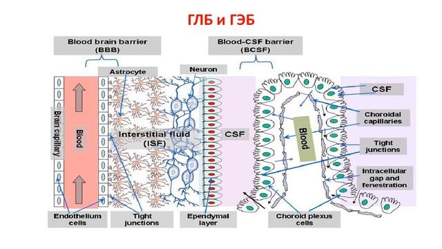 513 заседание Общества патофизиологов