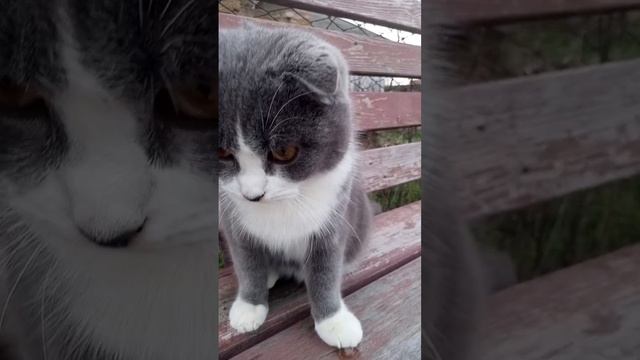 мурчик😺😺😺👑👑👑👑