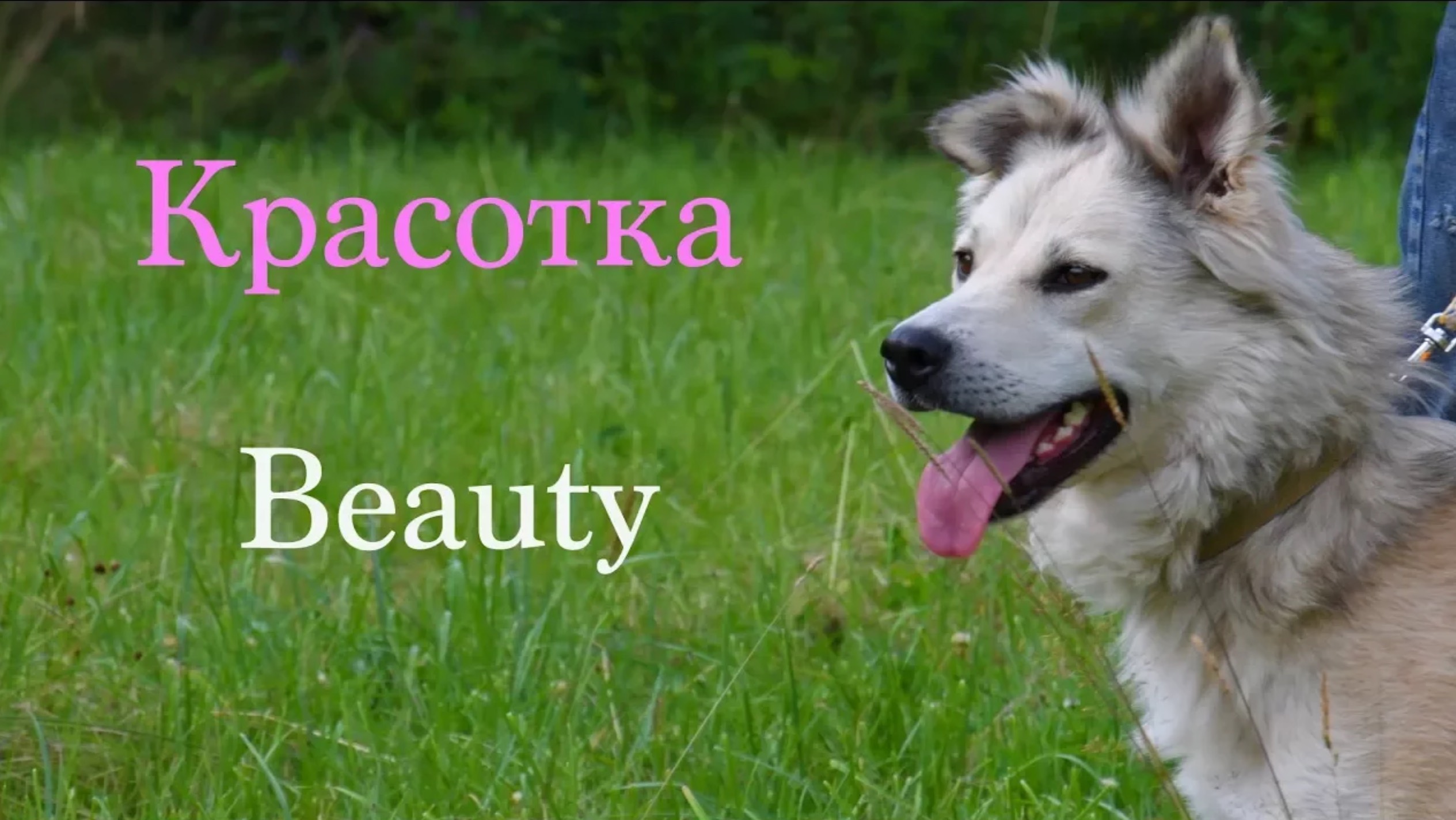 Молодая и красивая собака Красотка нашла свой дом.