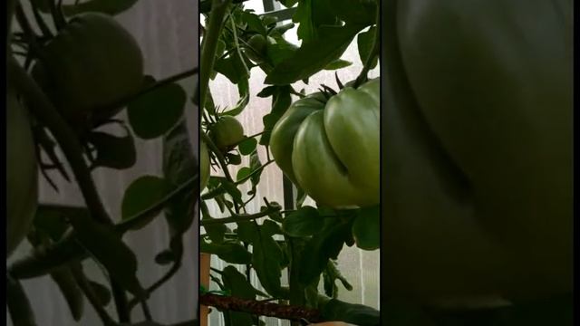 Сад по-взрослому с Виктором Шадриным. #shorts