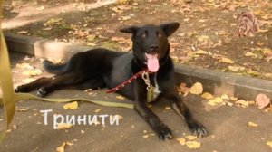 Репортаж с фестиваля ''Домой'' в парке Красная Пресня 19 августа 2017 года. часть 2.
