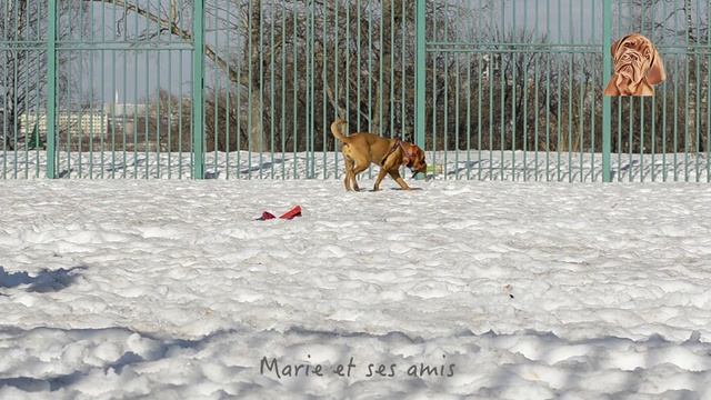 Великолепный пес породы бордоский дог/ французский мастиф играет на весенней прогулке.