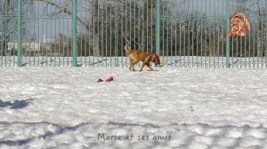 Великолепный пес породы бордоский дог/ французский мастиф играет на весенней прогулке.