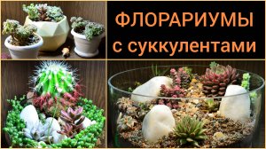 Суккулентные новости