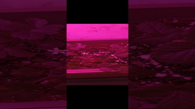 Зацвела моя земляника)