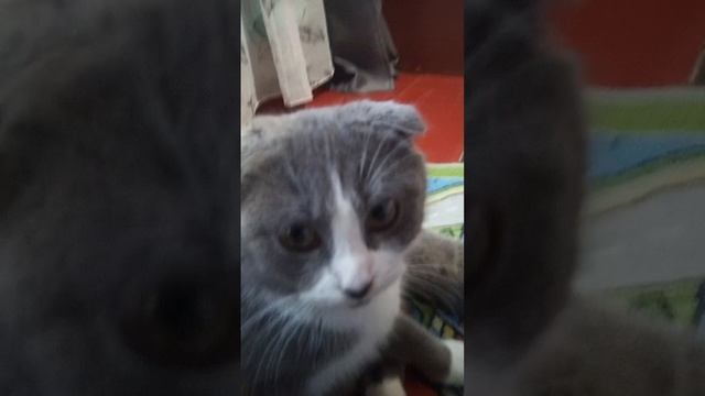 мурчик❤🔥👑👑❤🔥😺