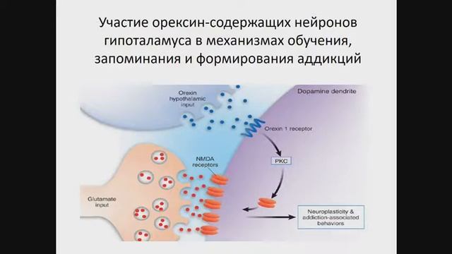 Лекция: Деревцова К.З.